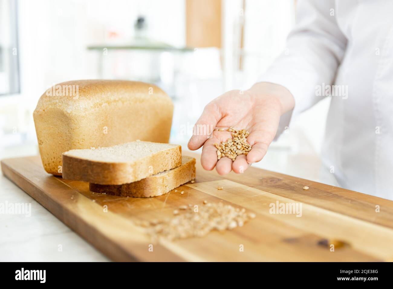 Chemical Harvest Wheat crop for analysis in laboratory for manufacture ...