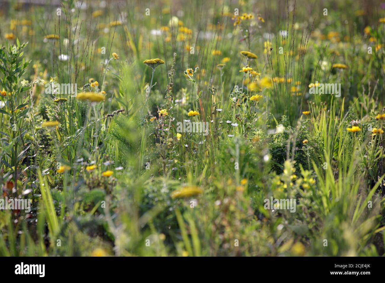Yellow leaf and green grasses hi-res stock photography and images - Alamy
