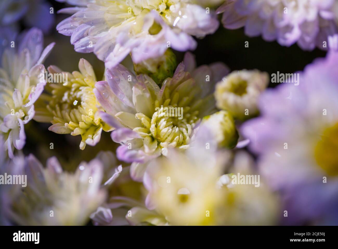 Colorful autumnal chrysanthemum in the garden Stock Photo - Alamy