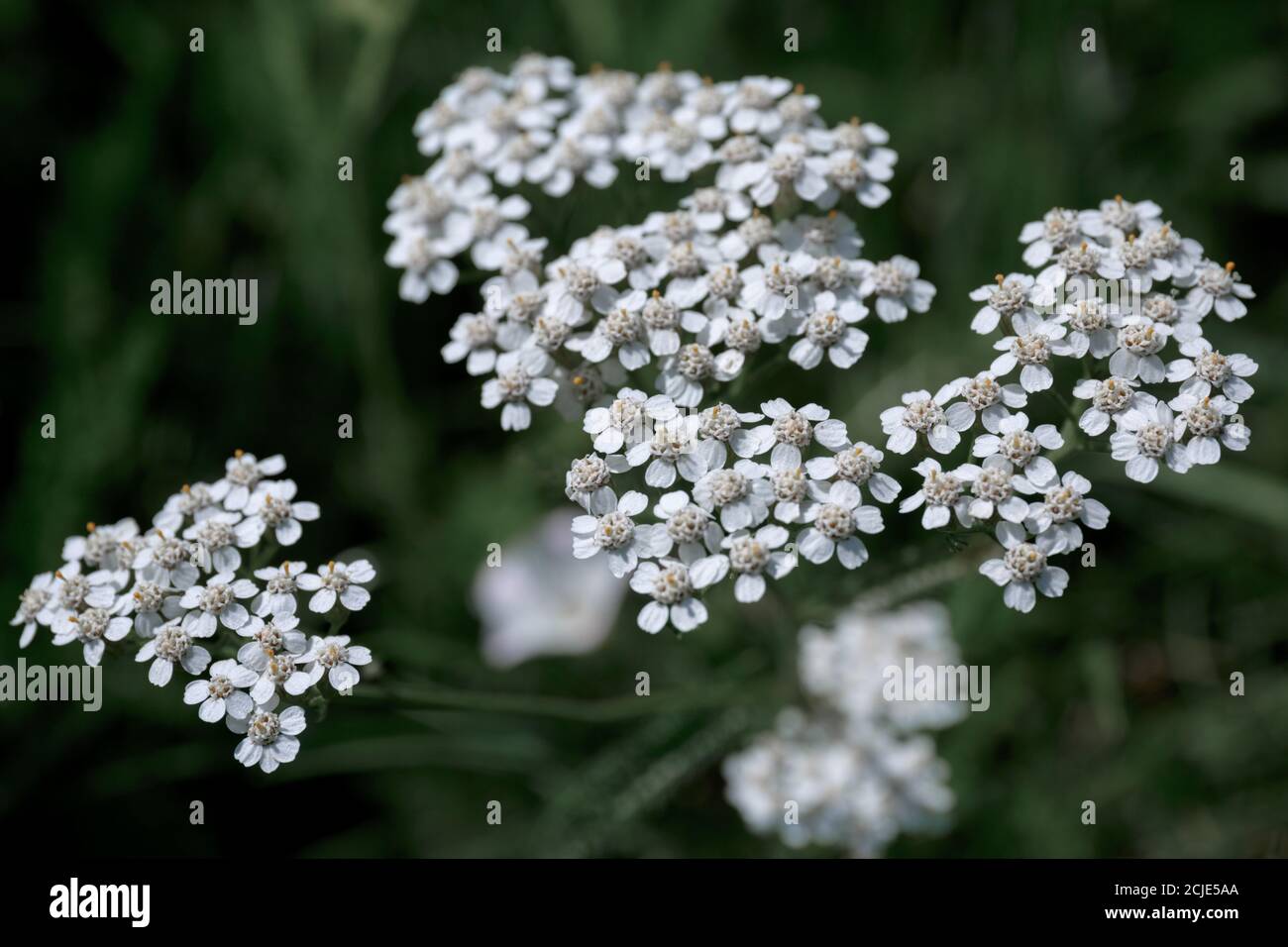 Common white yarrow hi-res stock photography and images - Alamy