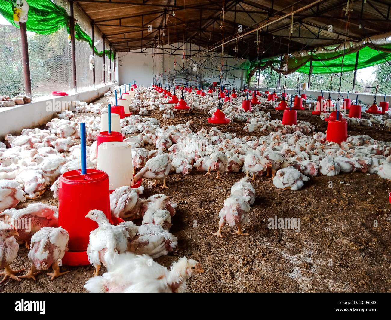 DISTRICT KATNI, INDIA - DECEMBER 07, 2019: Hens crowd eating seeds on ...
