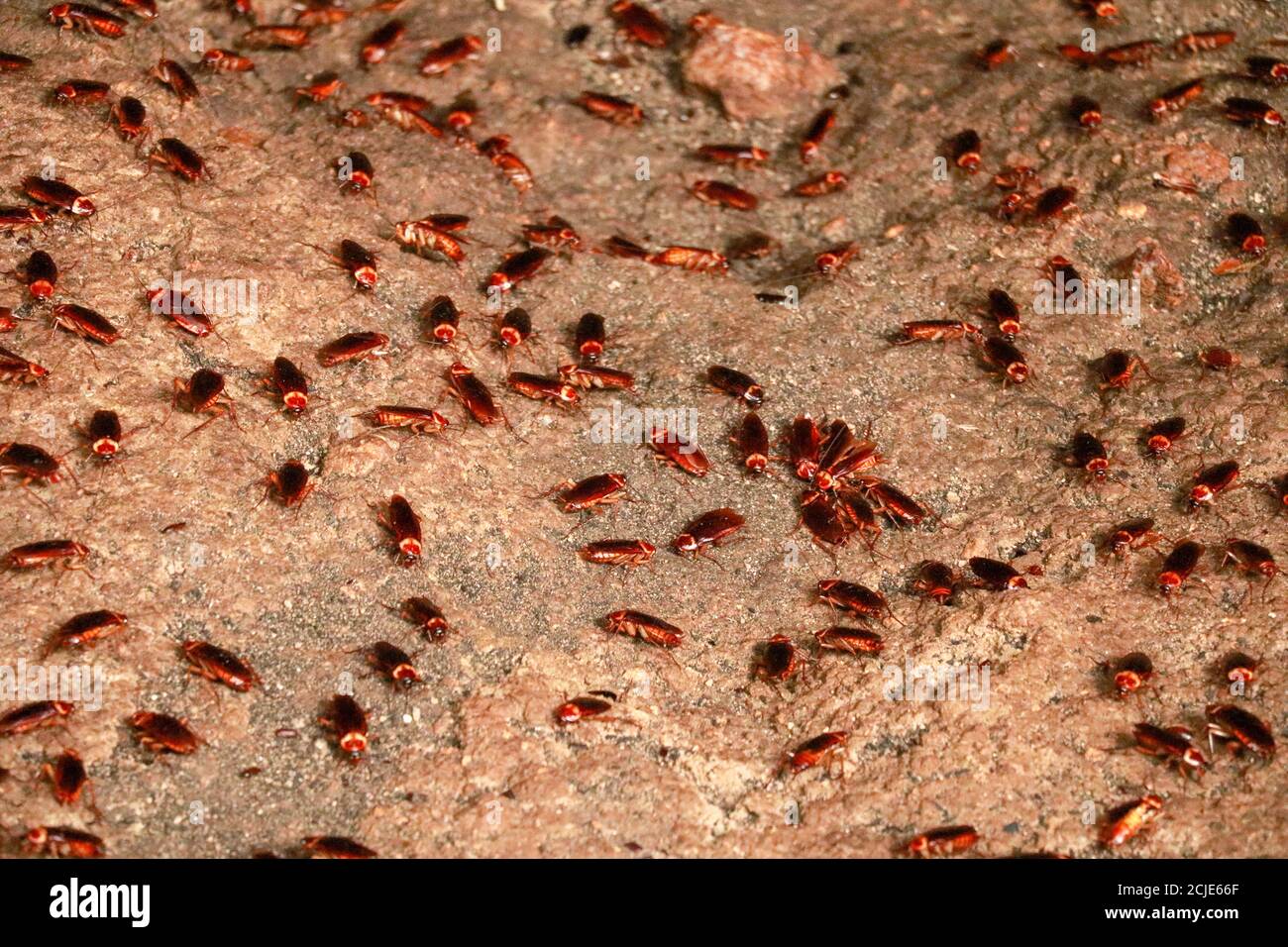 A colony of cockroaches crawls on the sand in a cave. Full of fake ...