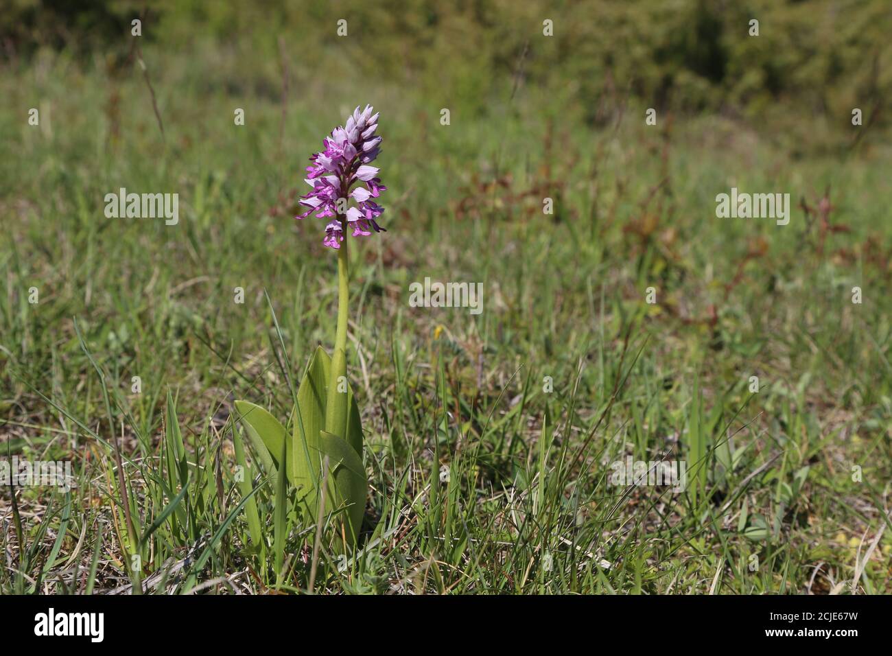 Closeup shot of wild orchids blooming in spring in Germany Stock Photo ...