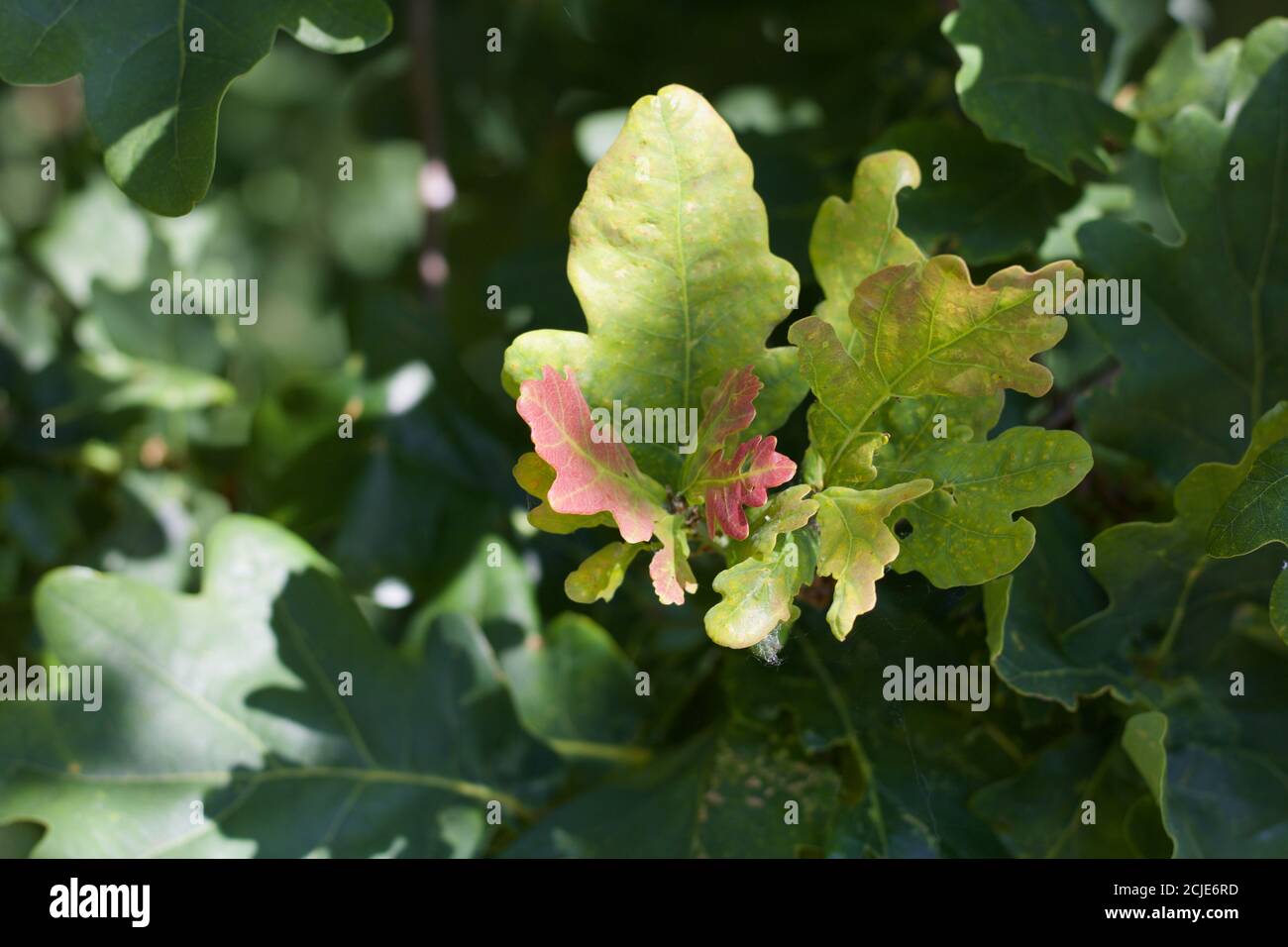 Red oak fall foliage hi-res stock photography and images - Alamy