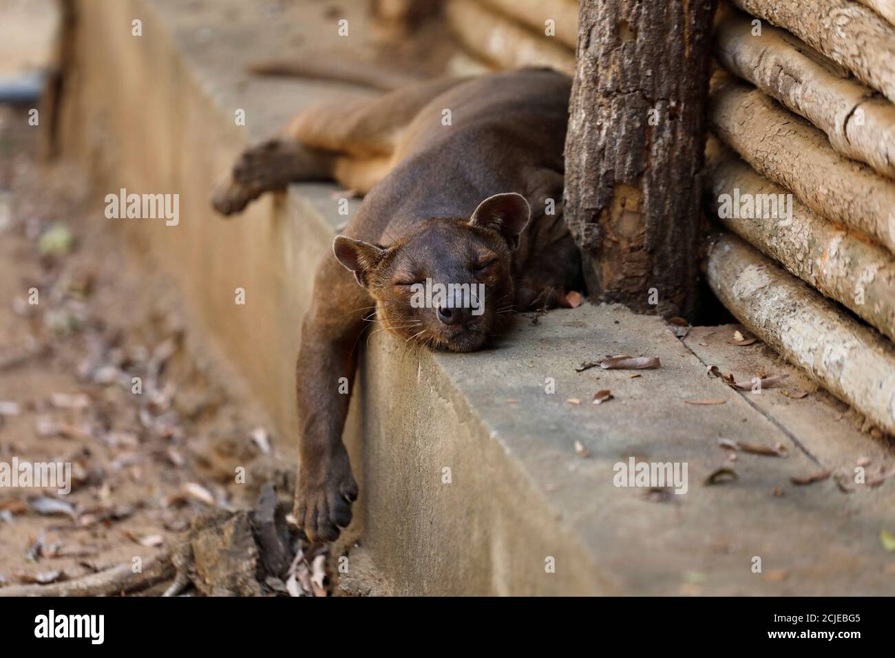 Fossa tree hi-res stock photography and images - Alamy