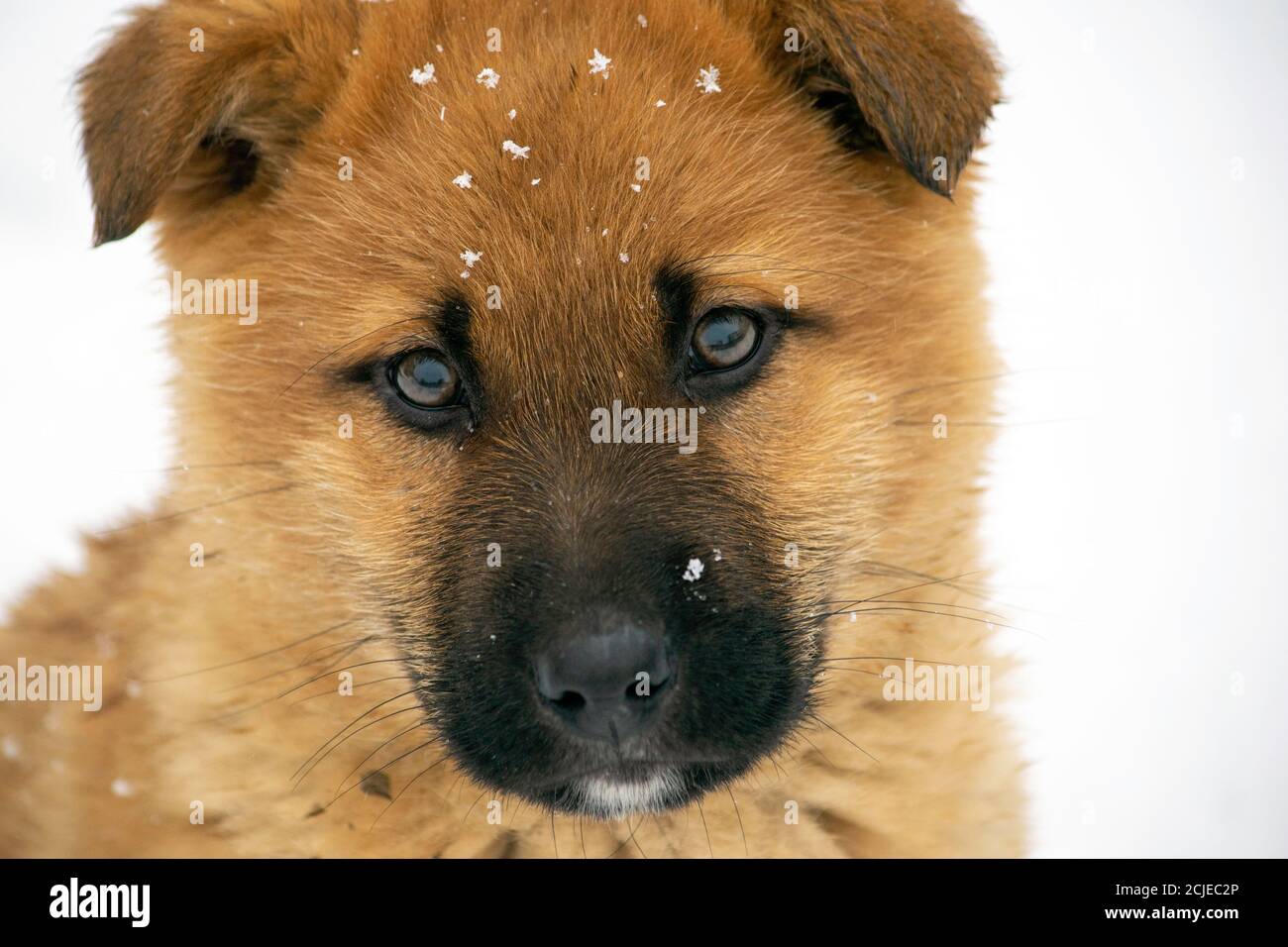 Sad fluffy white puppy hi-res stock photography and images - Alamy