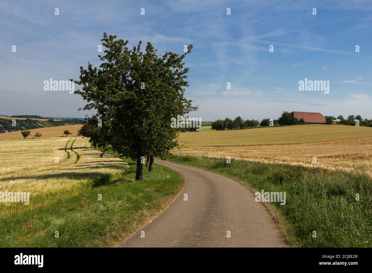 Road surrounded by greenery under the sunlight in winter Stock Photo ...