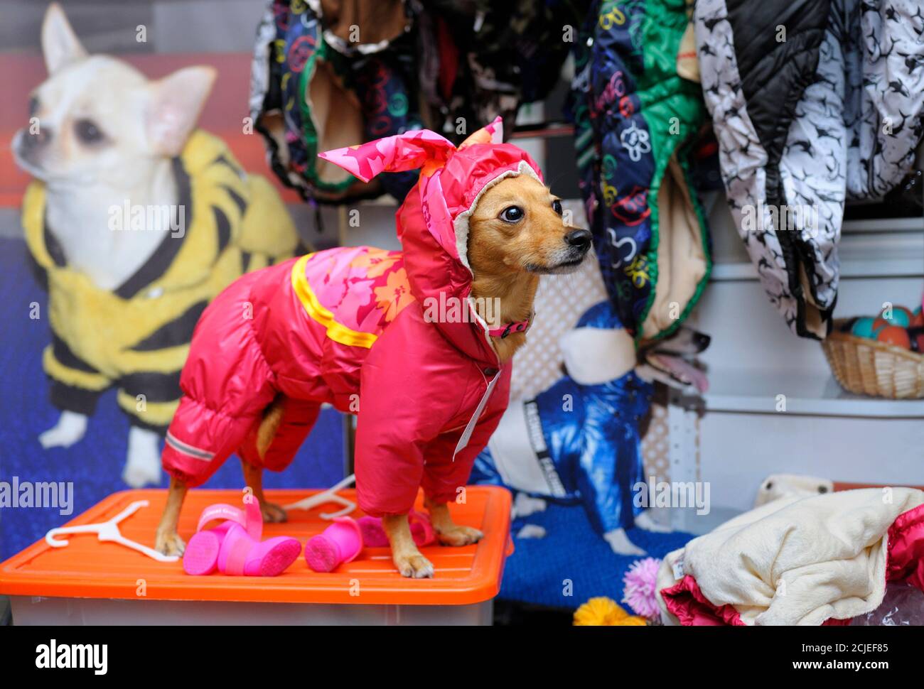 At the pet shop. Dog wearing clothes for pets (coverall) standing in ...
