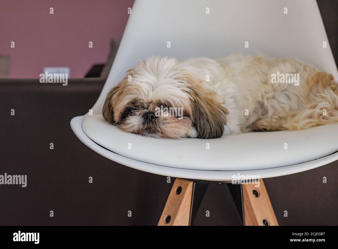 Cute fluffy dog sleeping on a chair Stock Photo - Alamy