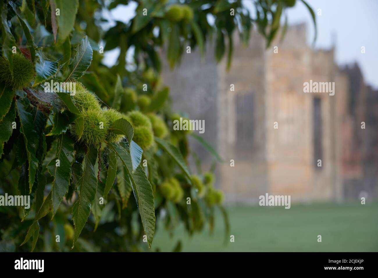 Cowdray Heritage. Ruins of great Tudor House destroyed by fire in 1793 ...