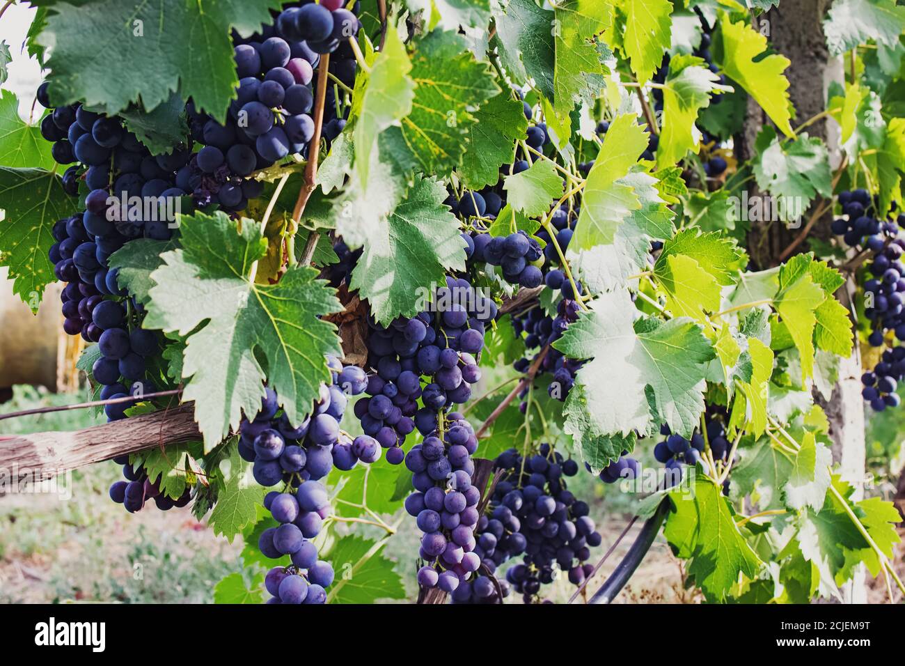 Close-up of blue grapes on the vine in the vineyard Stock Photo - Alamy