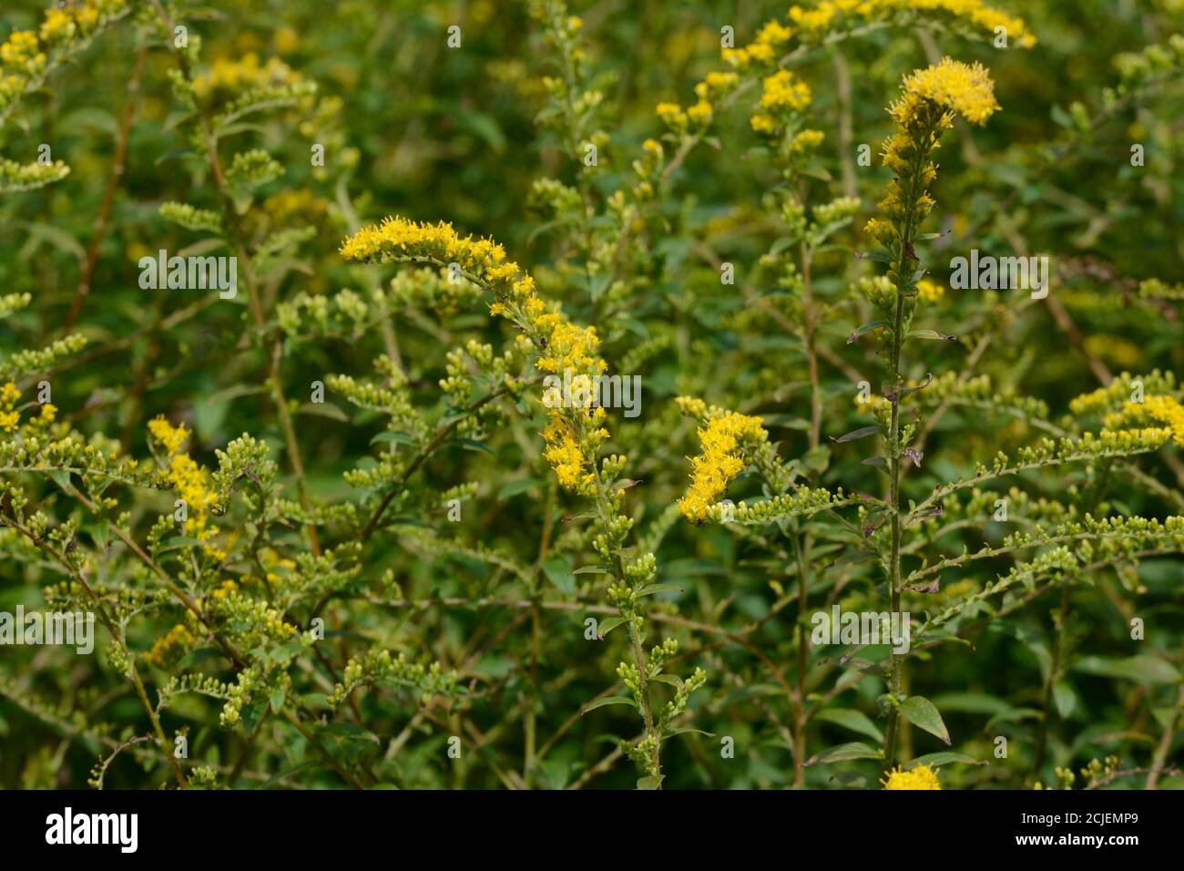 Arching stems hi-res stock photography and images - Alamy