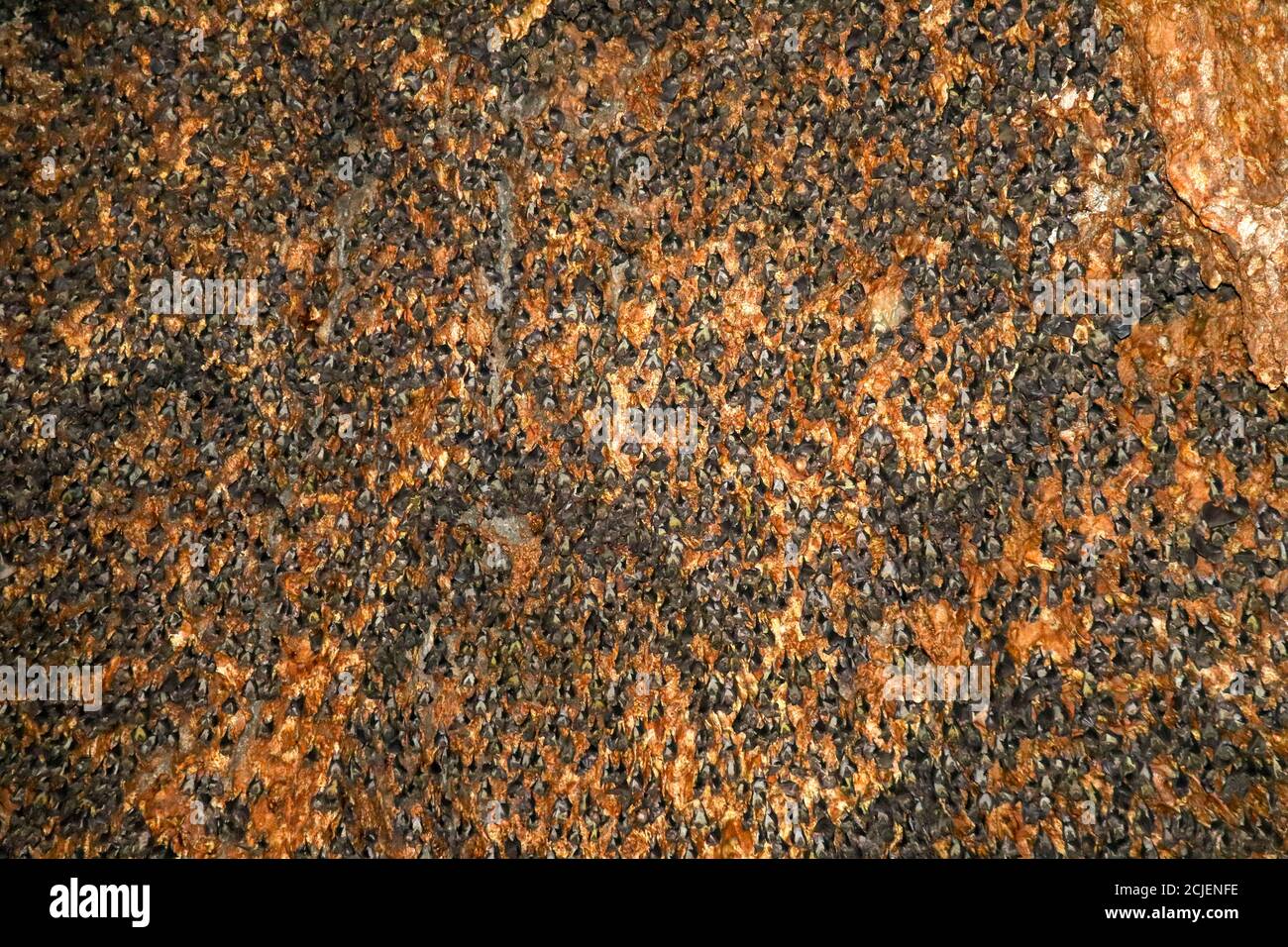 Colony of bats hanging on the ceiling of a cave. Goa Bangkang Prabu ...