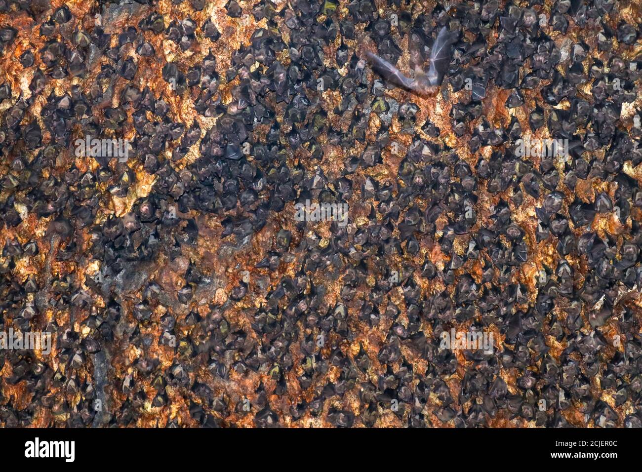 Colony of bats hanging on the ceiling of a cave. Goa Bangkang Prabu ...
