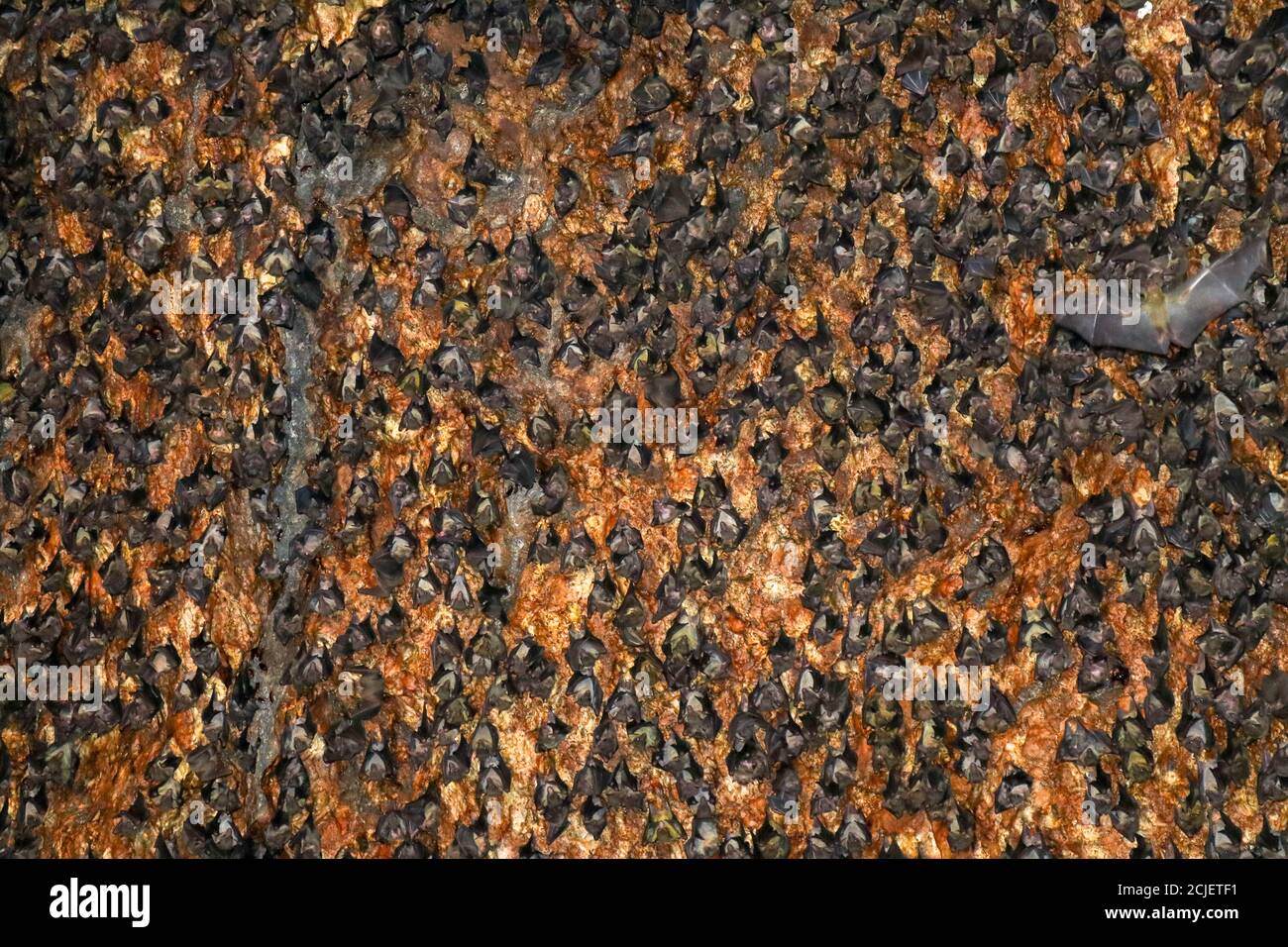 Bangkang cave hi-res stock photography and images - Alamy