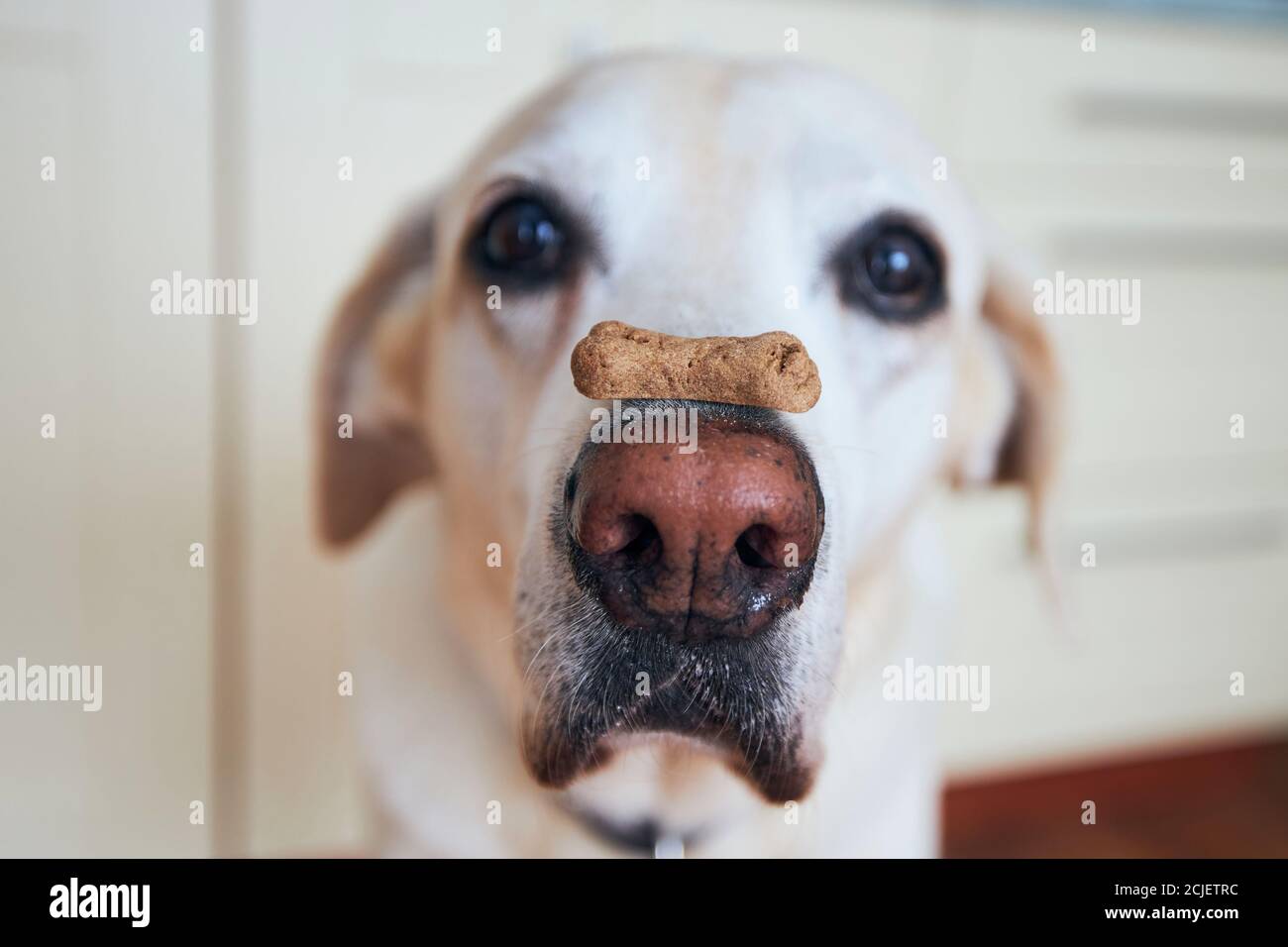 Labrador retriever shape hi-res stock photography and images - Alamy