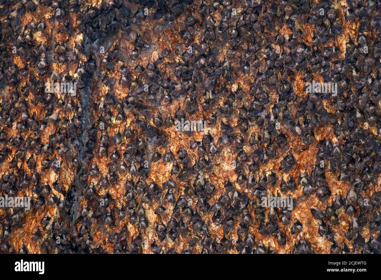 Colony of bats hanging on the ceiling of a cave. Goa Bangkang Prabu ...