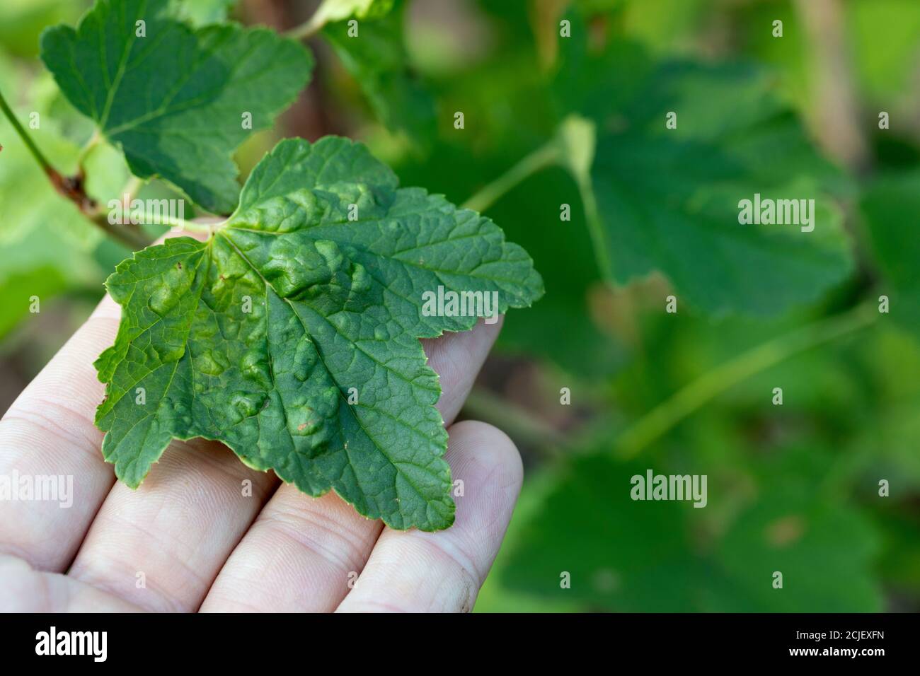 Red and white currant leaves with blisters on outside, infected with ...