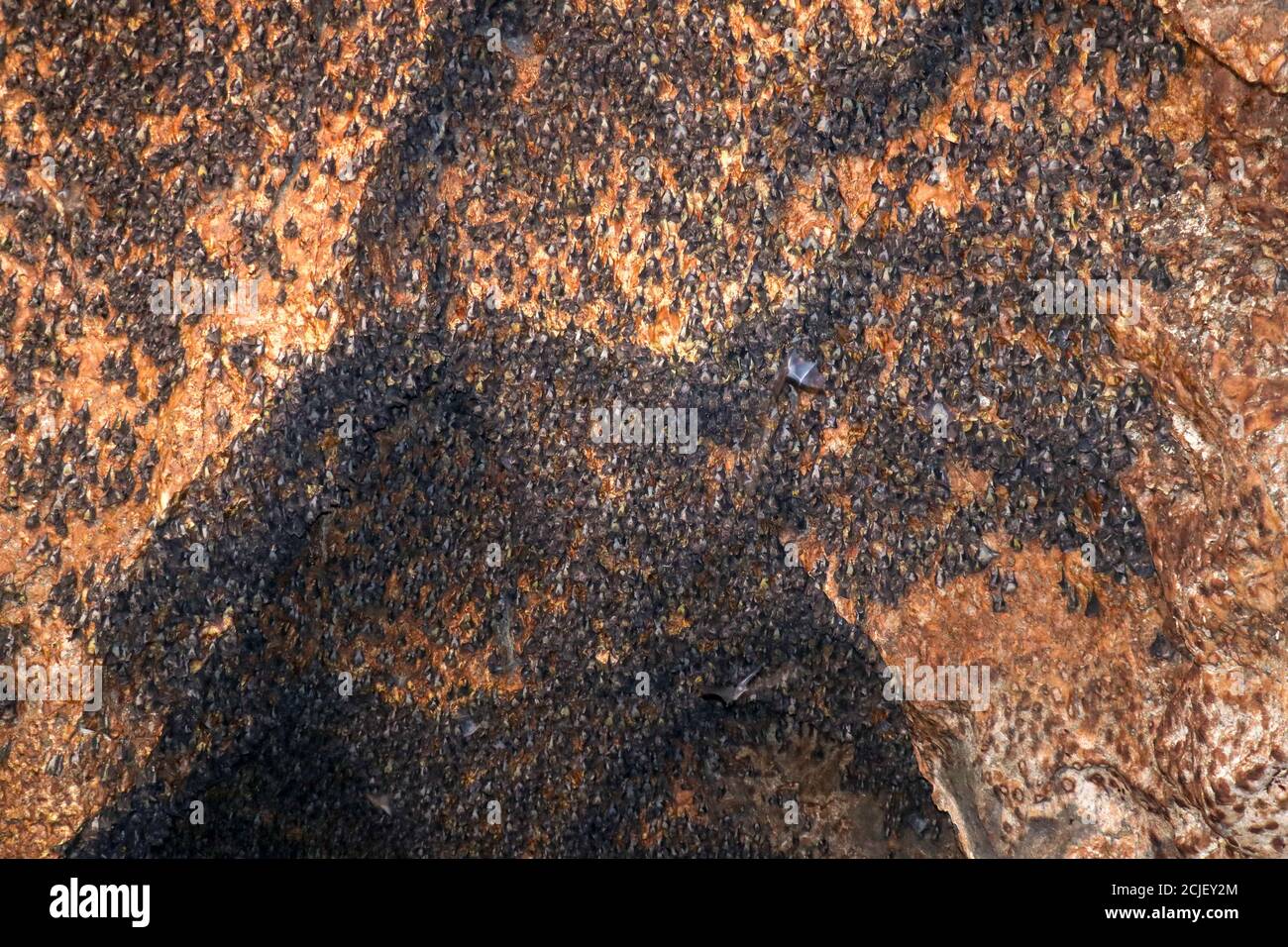 Colony of bats hanging on the ceiling of a cave. Goa Bangkang Prabu ...