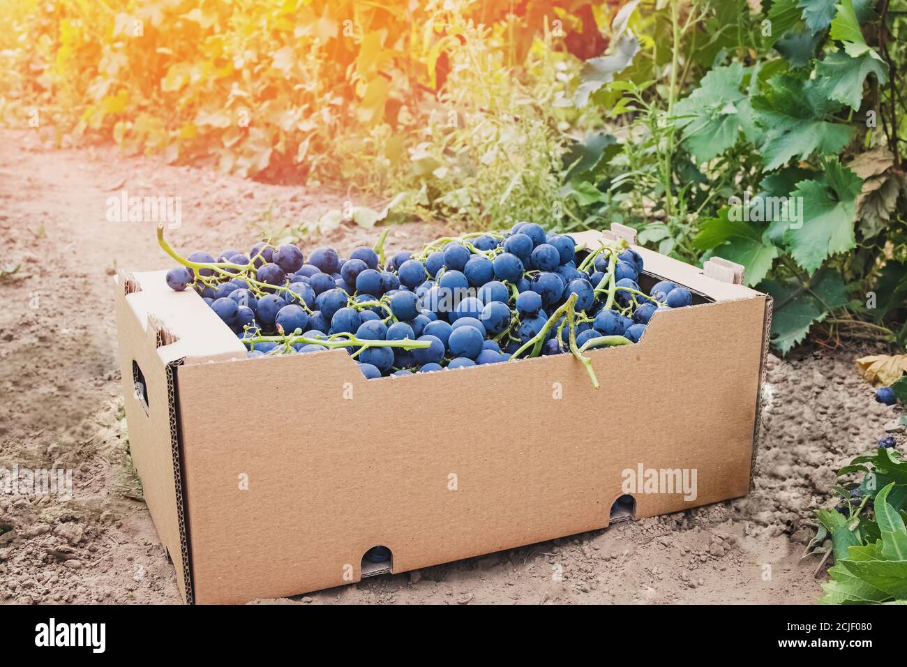 Grapes In The Box High Resolution Stock Photography and Images - Alamy