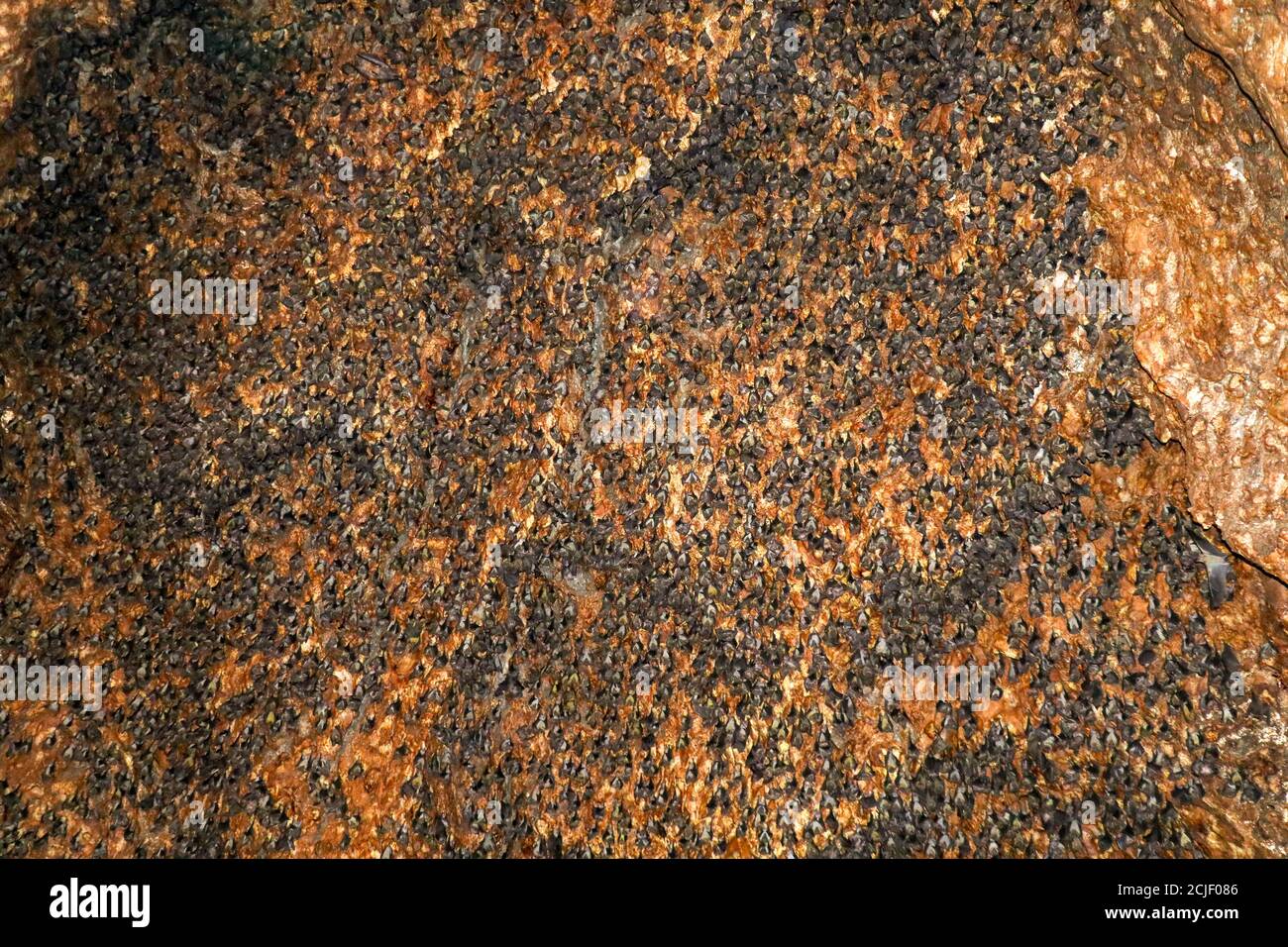 Colony of bats hanging on the ceiling of a cave. Goa Bangkang Prabu ...
