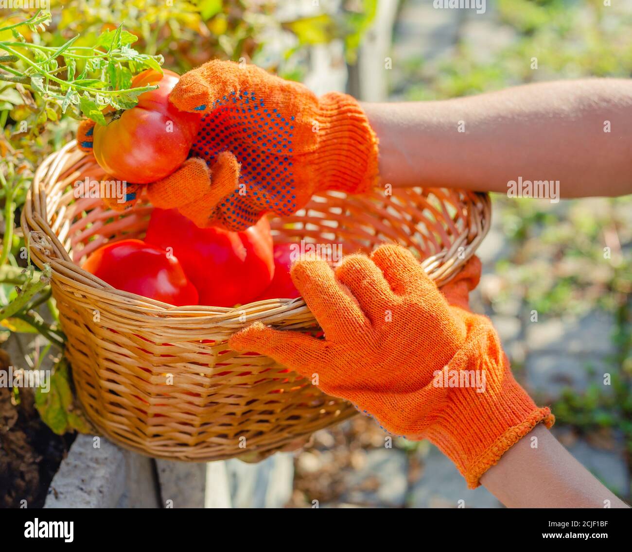 Tomato picking hi-res stock photography and images - Alamy