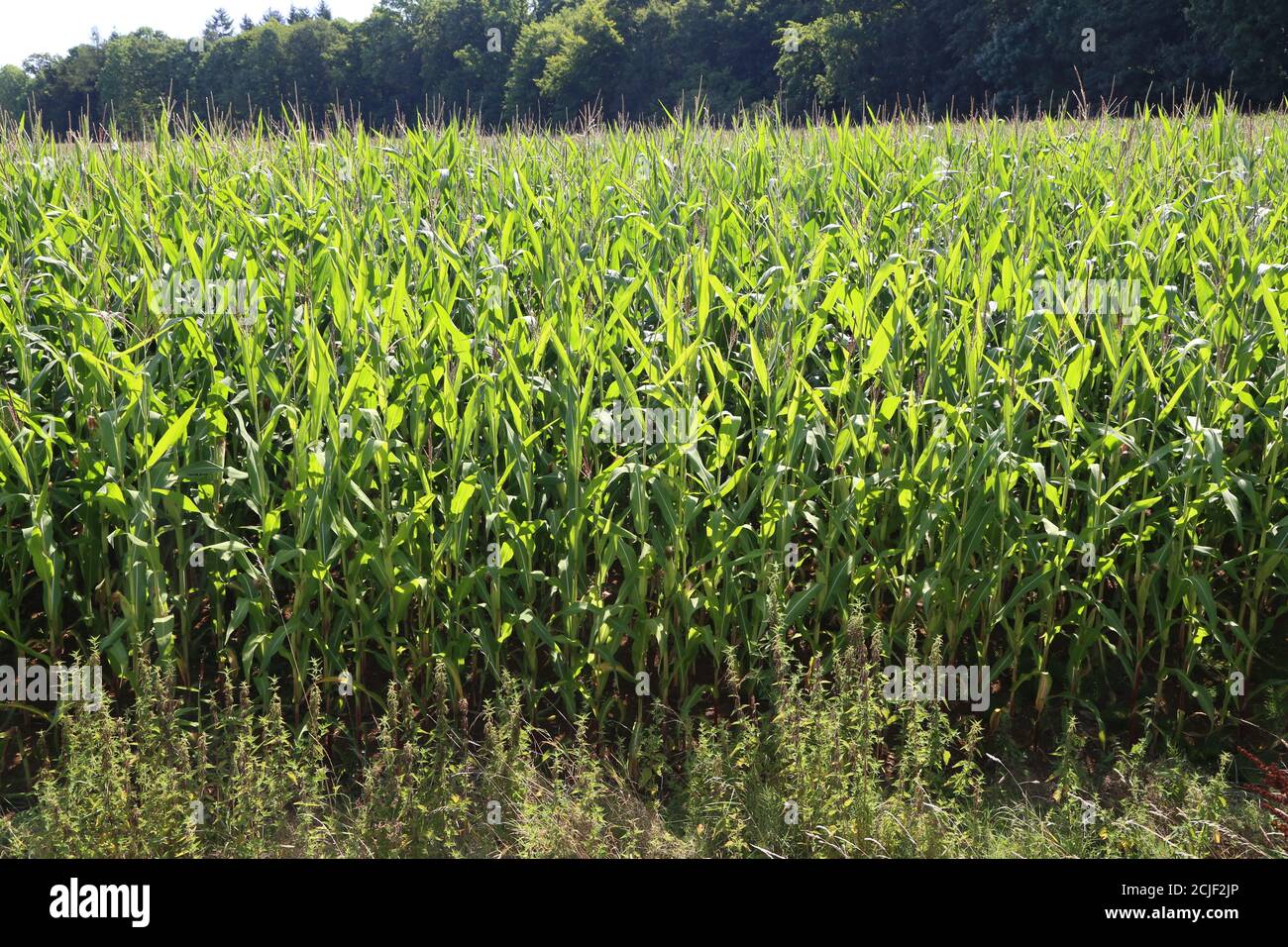 Closeup shot of plants in a field Stock Photo - Alamy