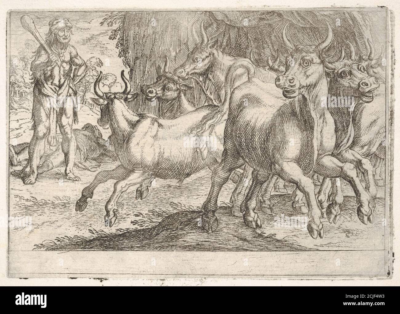 Oxen etching hi-res stock photography and images - Alamy