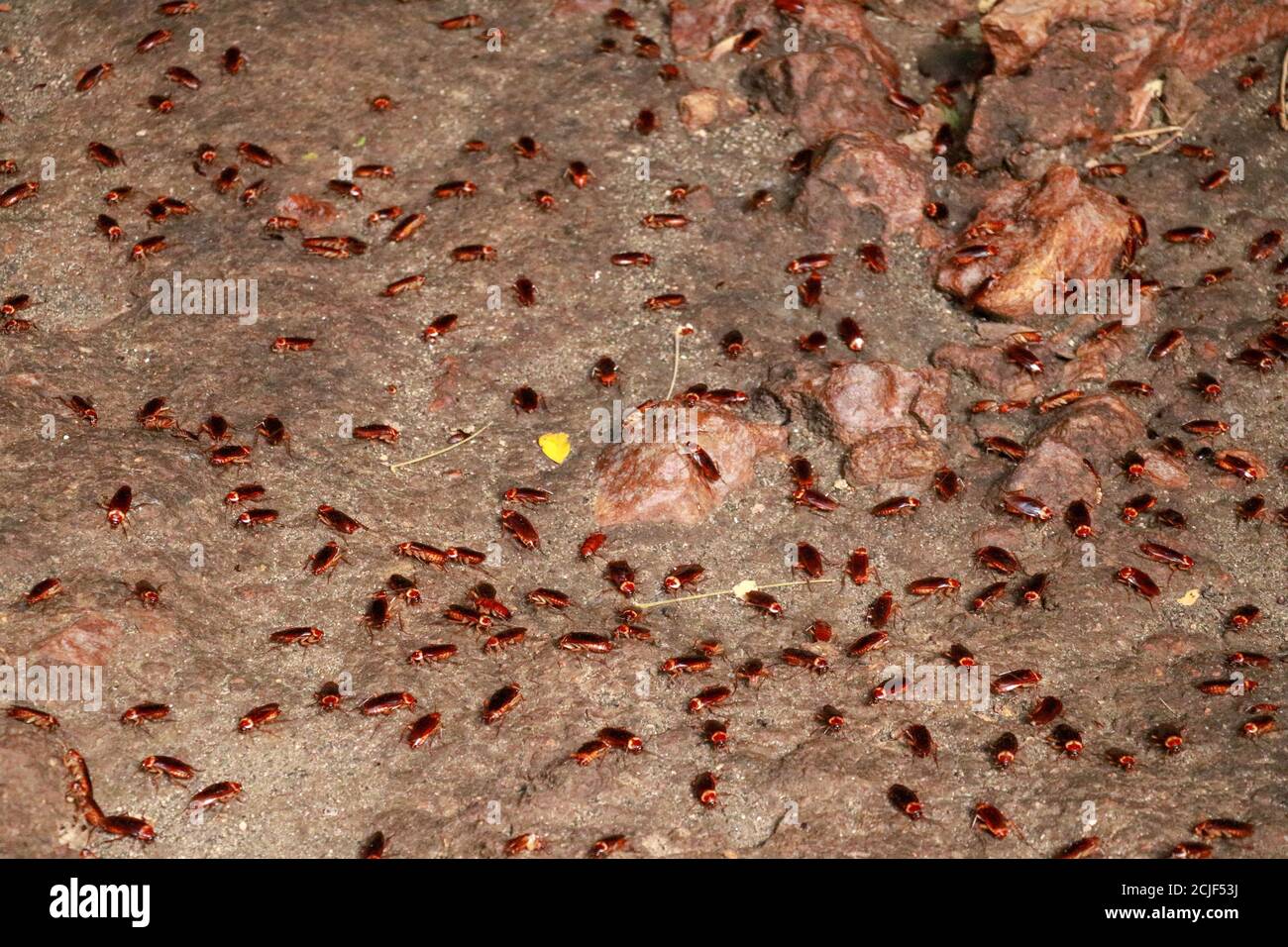 Cockroach nest hi-res stock photography and images - Alamy
