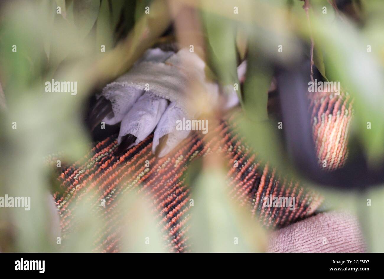 Koala injured in 2020 bushfires hi-res stock photography and images - Alamy
