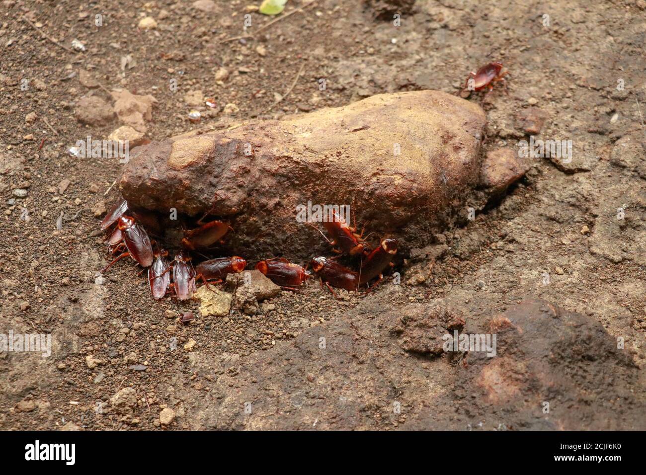 A group of cockroaches around a stone.. Close up view of cockroach on ...