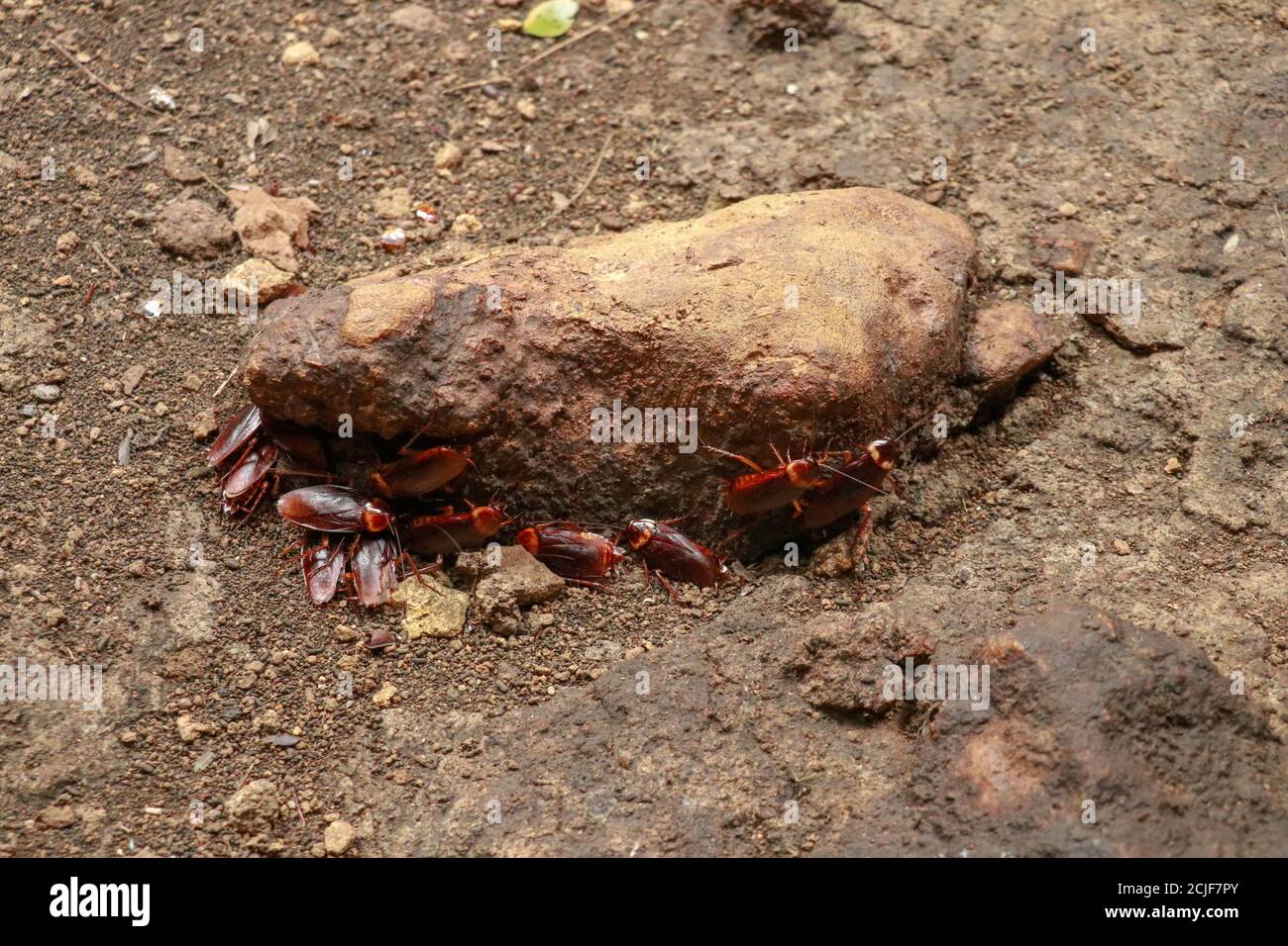 A group of cockroaches around a stone.. Close up view of cockroach on ...