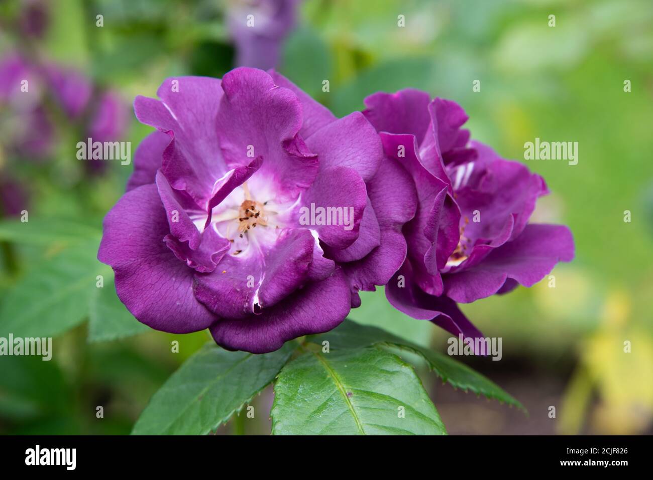 Pretty Rose rhapsody in blue blossom in the garden , close up Stock ...