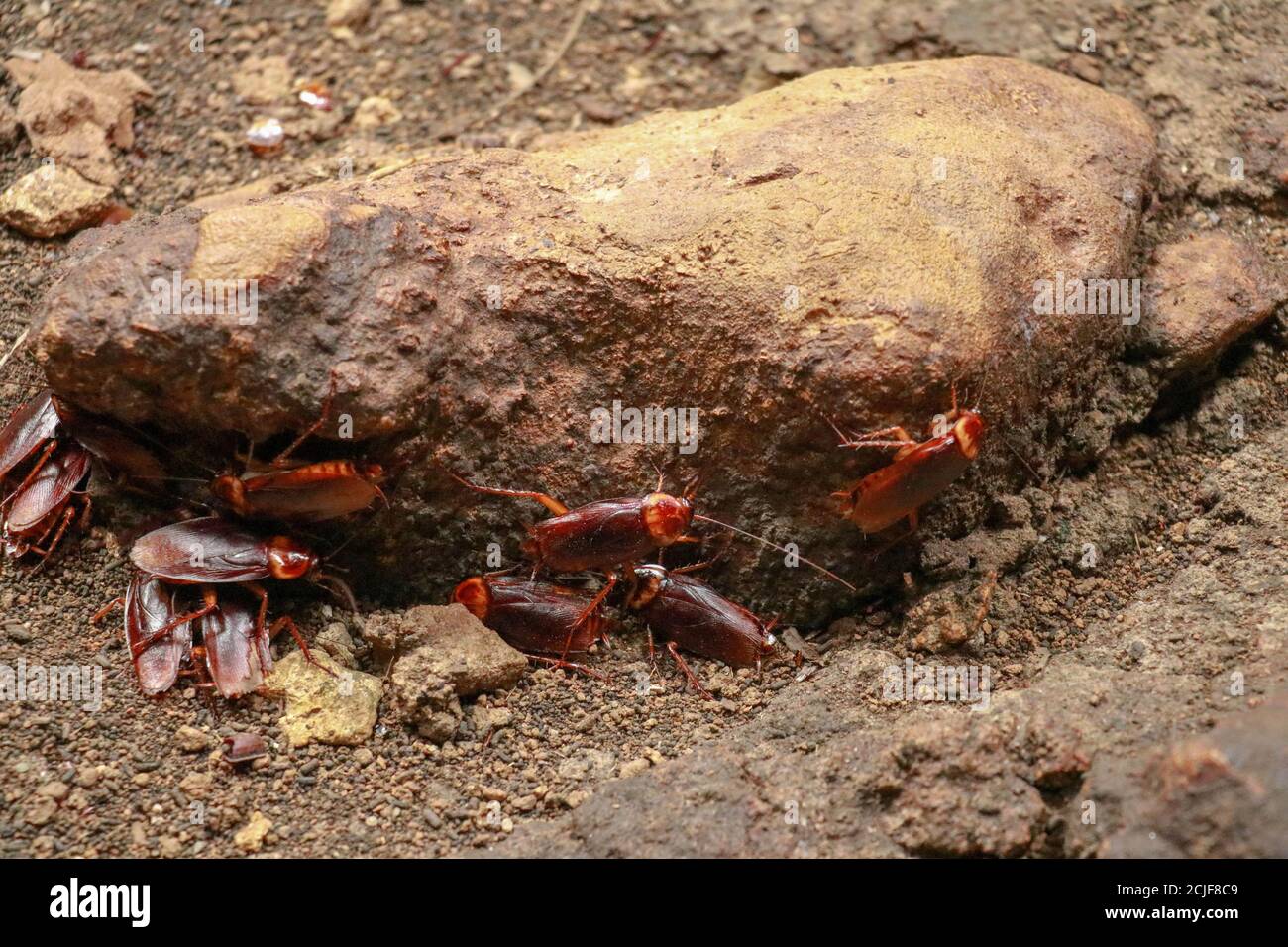 A group of cockroaches around a stone.. Close up view of cockroach on ...