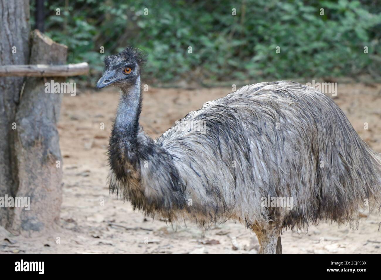 close up of an emu head, The emu is the second-largest living bird by ...