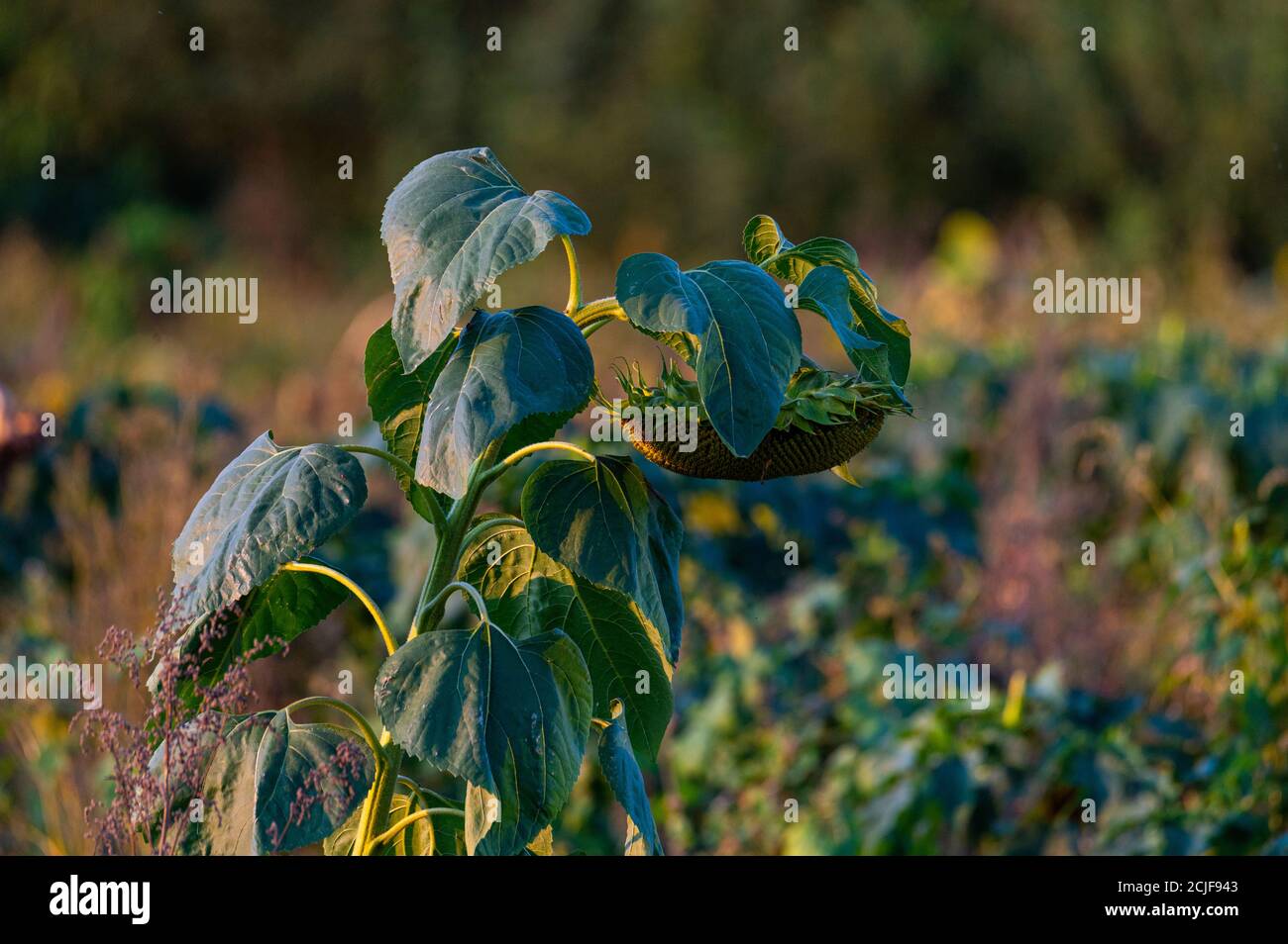 Sunflowers are no longer beautiful and healthy from all the warm ...