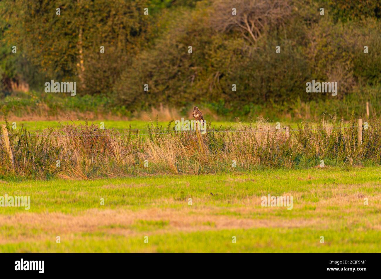 a falcon stands on a small fence between two fields and looks for food ...