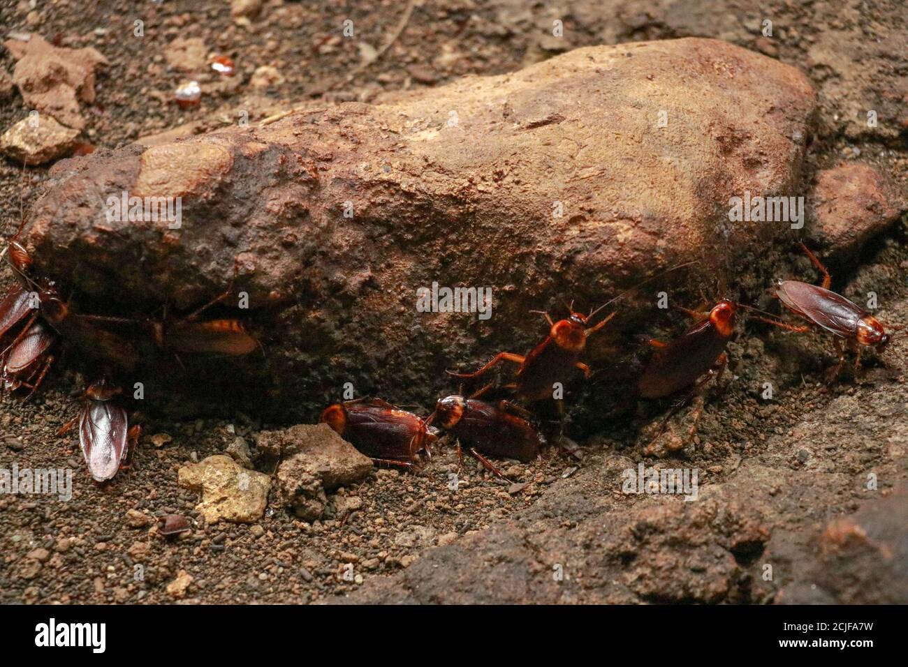 A group of cockroaches around a stone.. Close up view of cockroach on ...