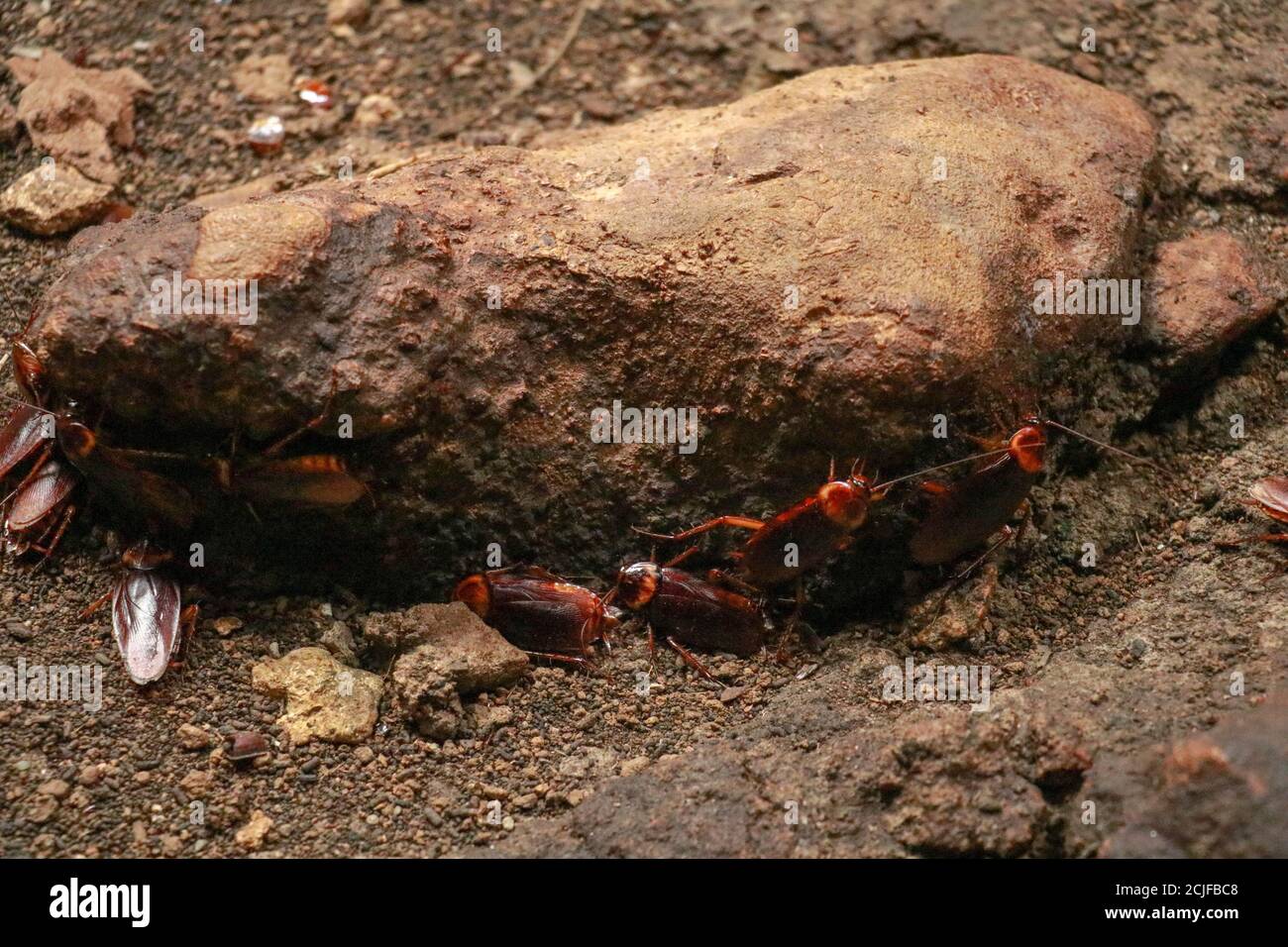 A group of cockroaches around a stone.. Close up view of cockroach on ...