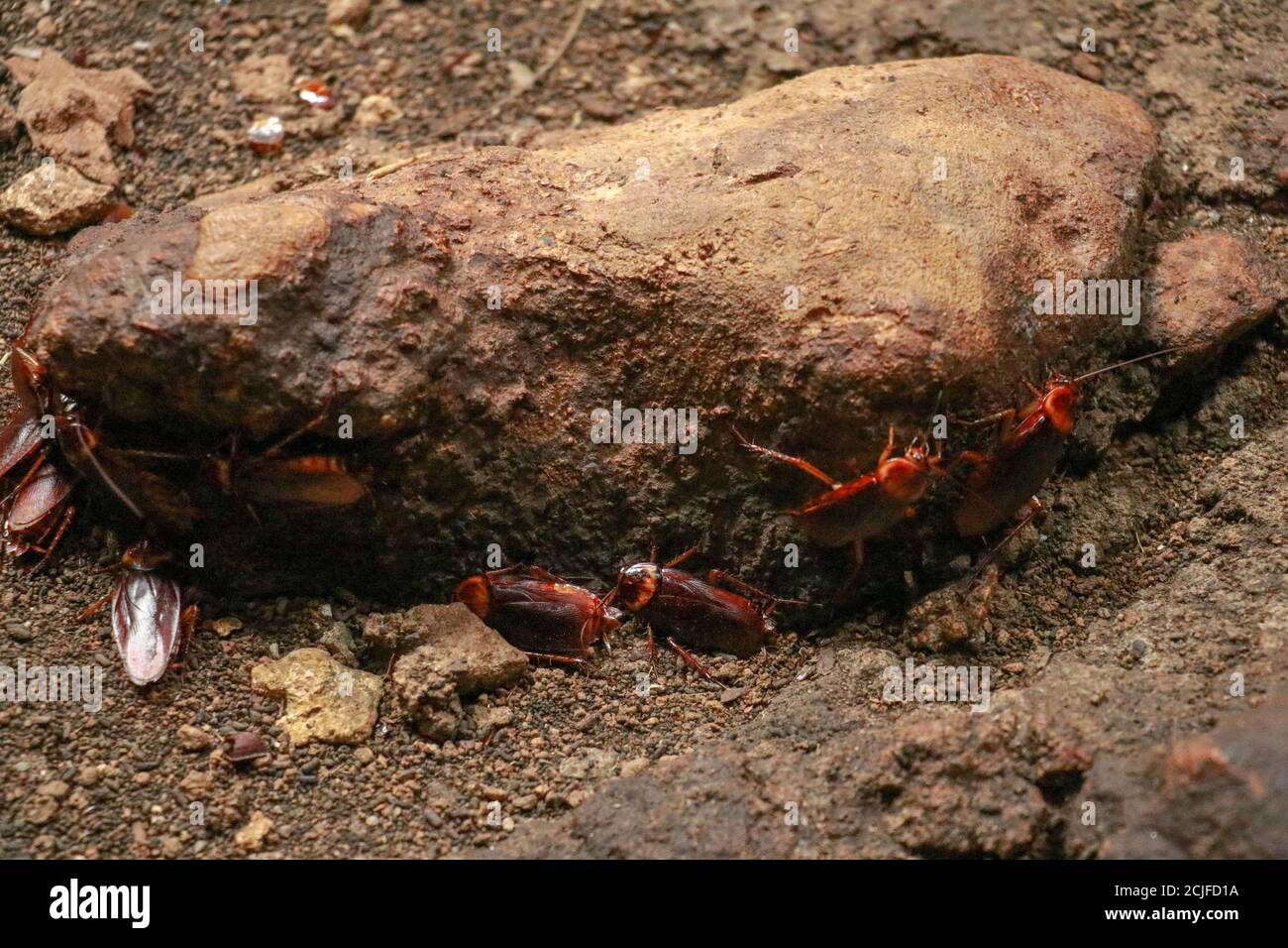 A group of cockroaches around a stone.. Close up view of cockroach on ...