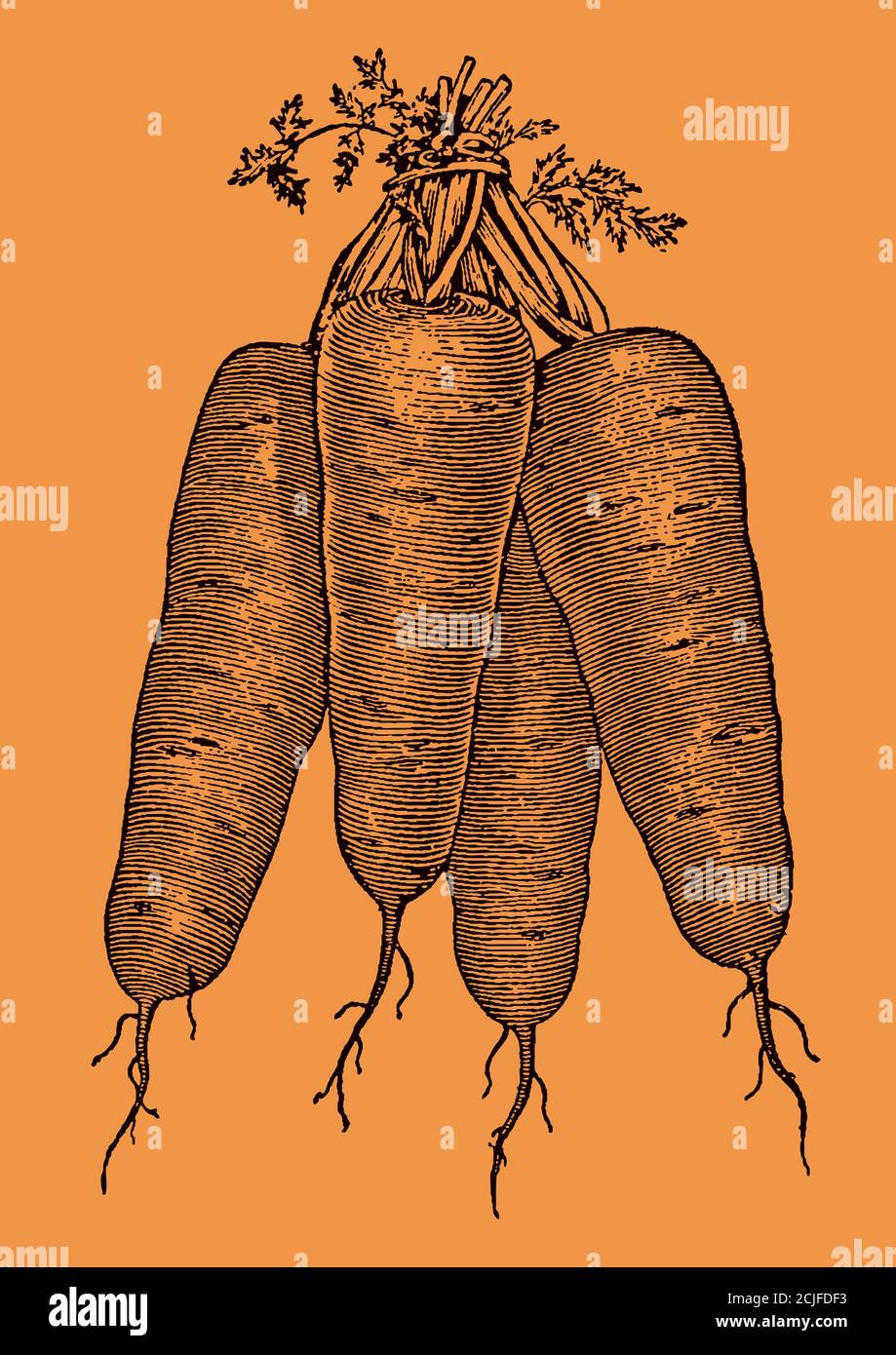 Bunch on fresh orange Stock Vector Images - Alamy