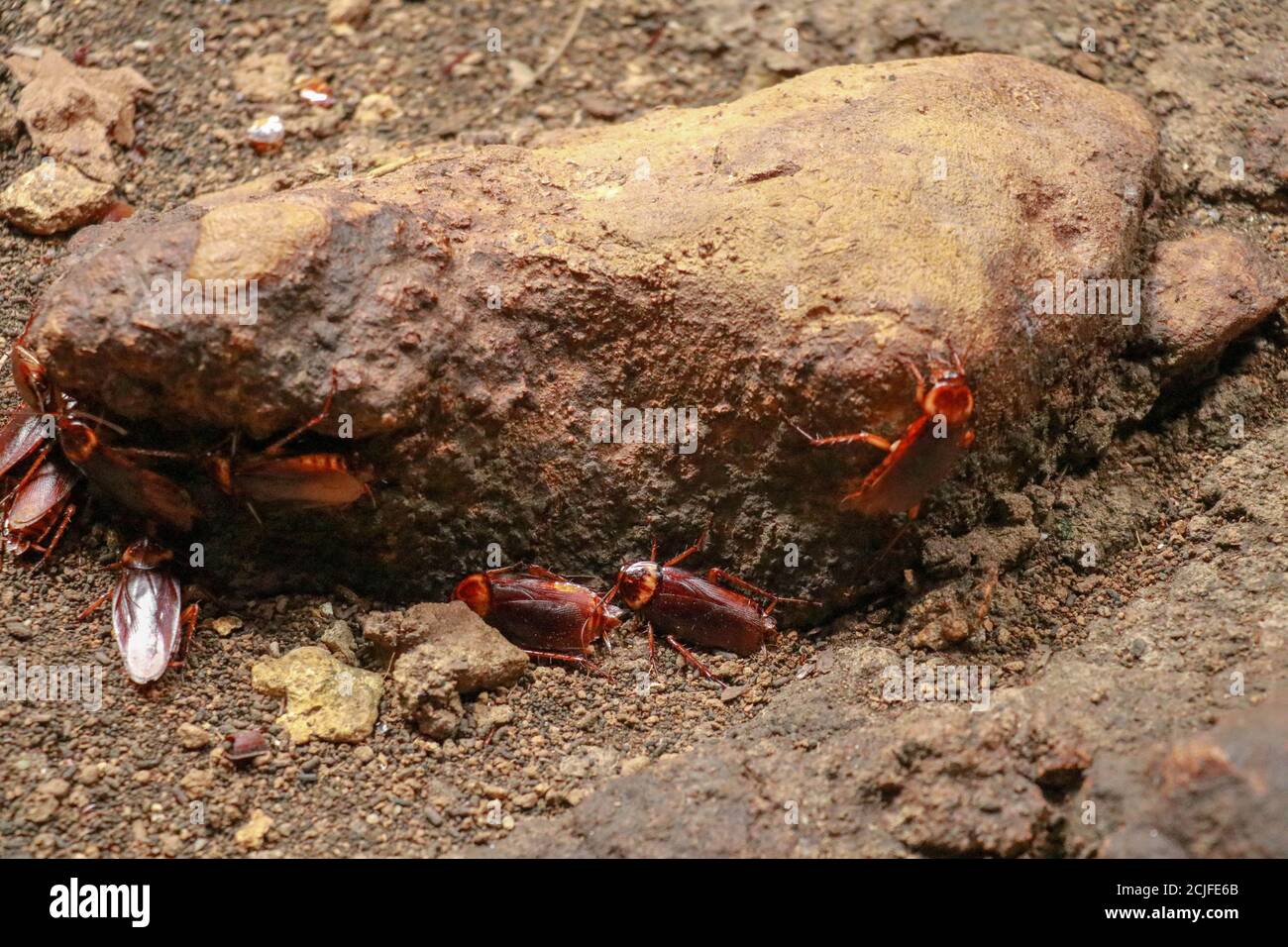 A group of cockroaches around a stone.. Close up view of cockroach on ...