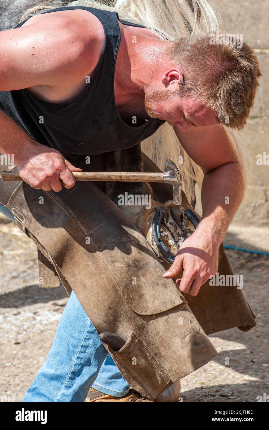 A farrier shoeing a horse or putting a new horseshoe on a horse Stock ...