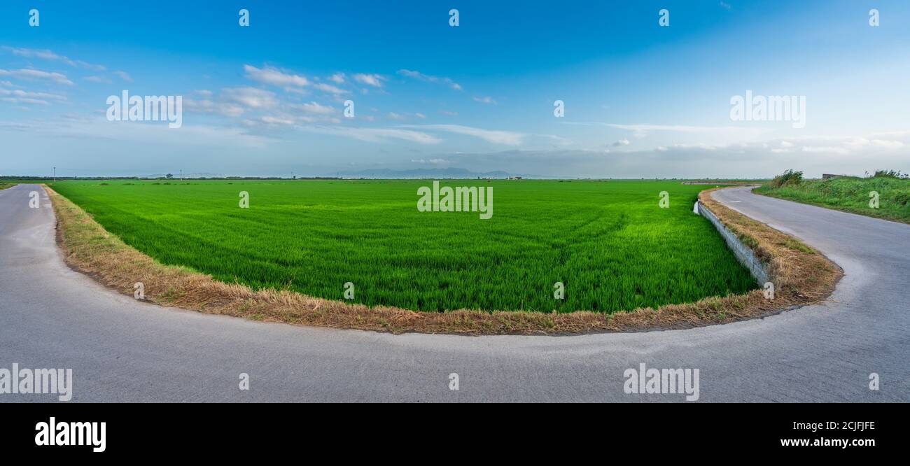 Hairpin bend road near rice fields in Valencia Stock Photo - Alamy