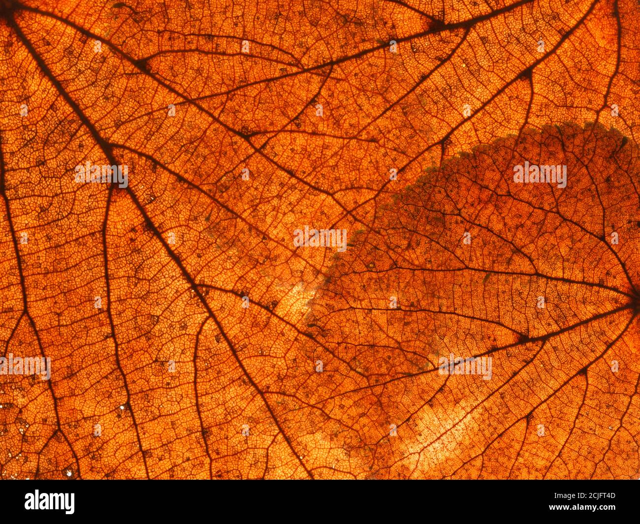 brown autumn leaves. background for design Stock Photo - Alamy