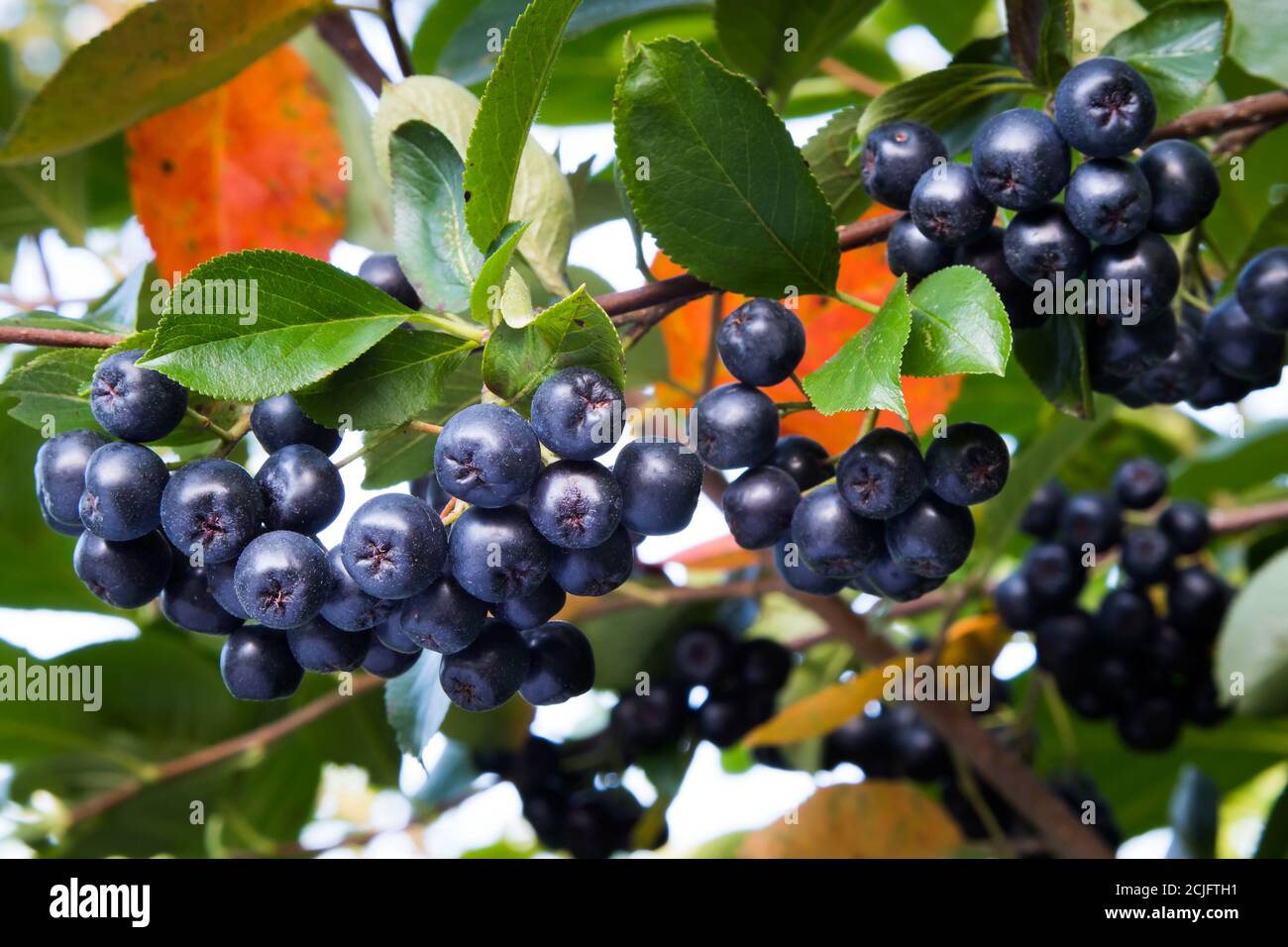 Aronia berries on the tree. Aronia melanocarpa Stock Photo - Alamy