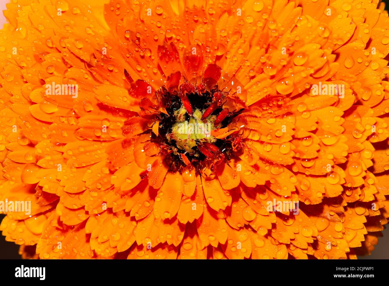 Detailed closeup macro photo of a flower Stock Photo - Alamy