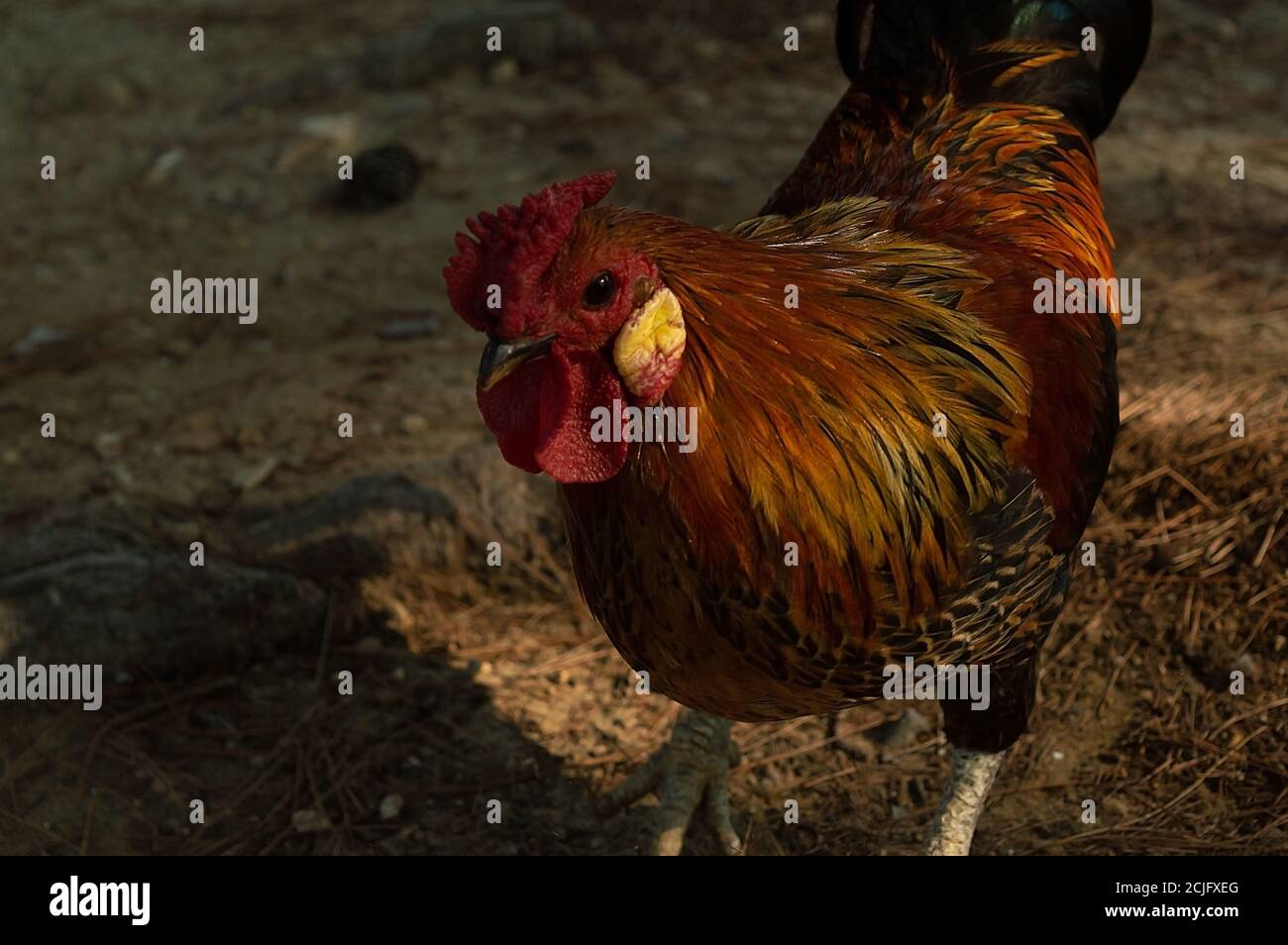 Rooster walk in a park Stock Photo - Alamy