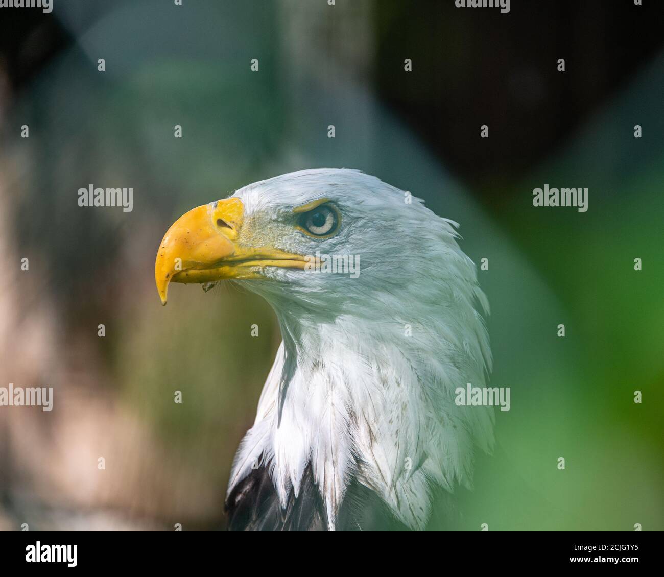 American bald eagle part hi-res stock photography and images - Alamy