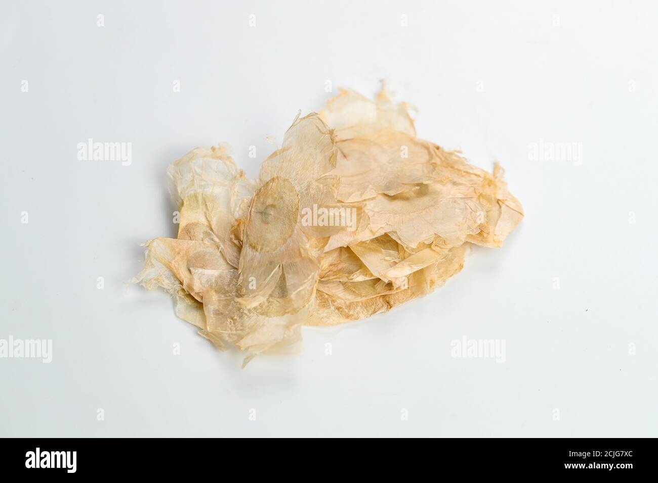 Jade plant cut hi-res stock photography and images - Alamy
